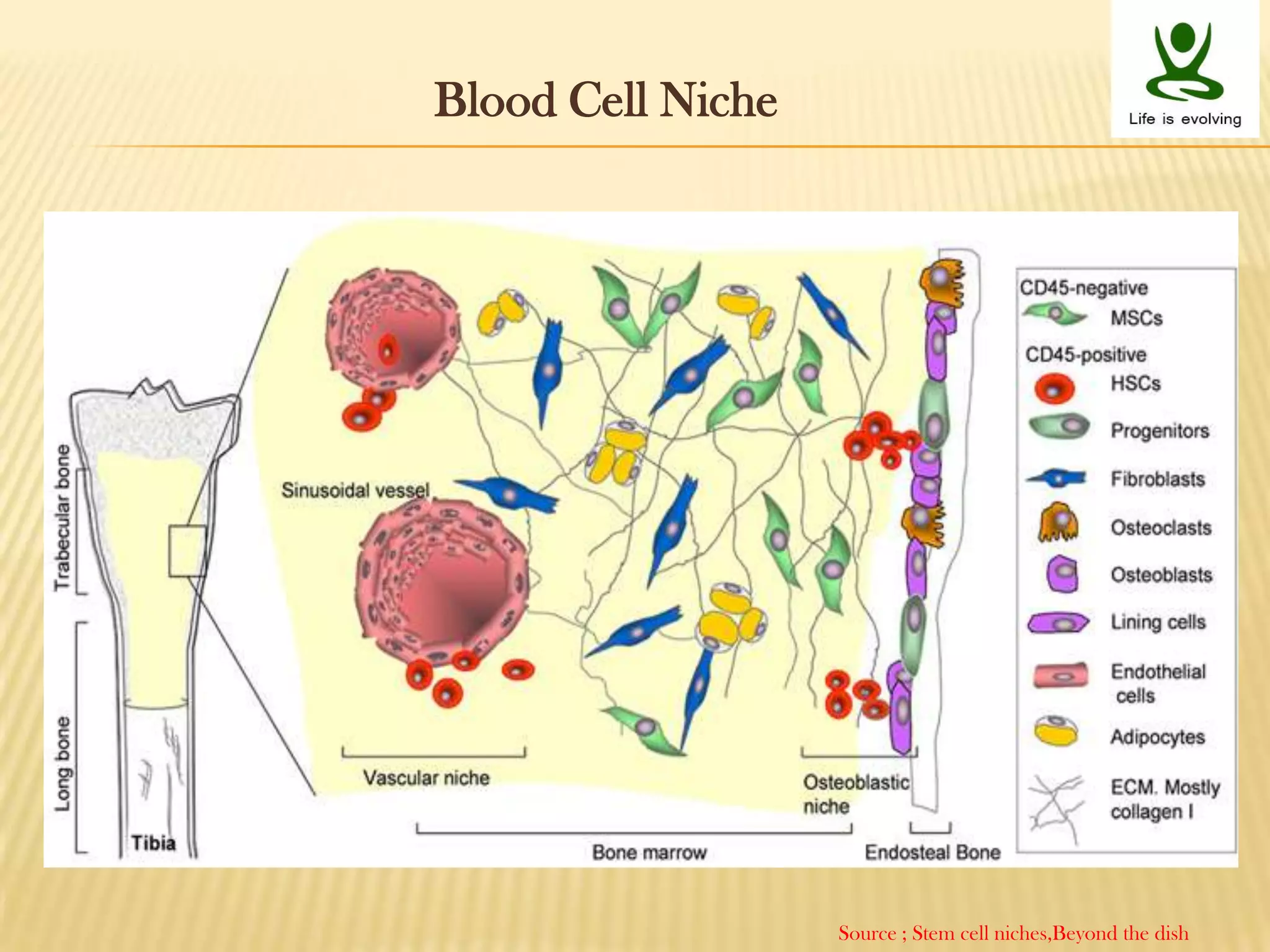 Stem cells niche and therapeutic applications | PPTX
