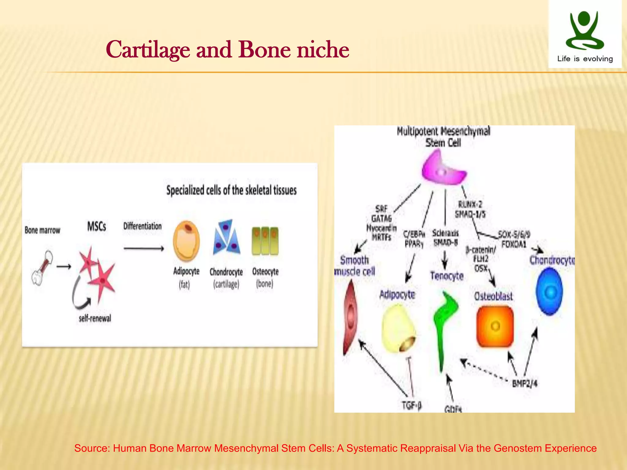 Stem cells niche and therapeutic applications | PPTX
