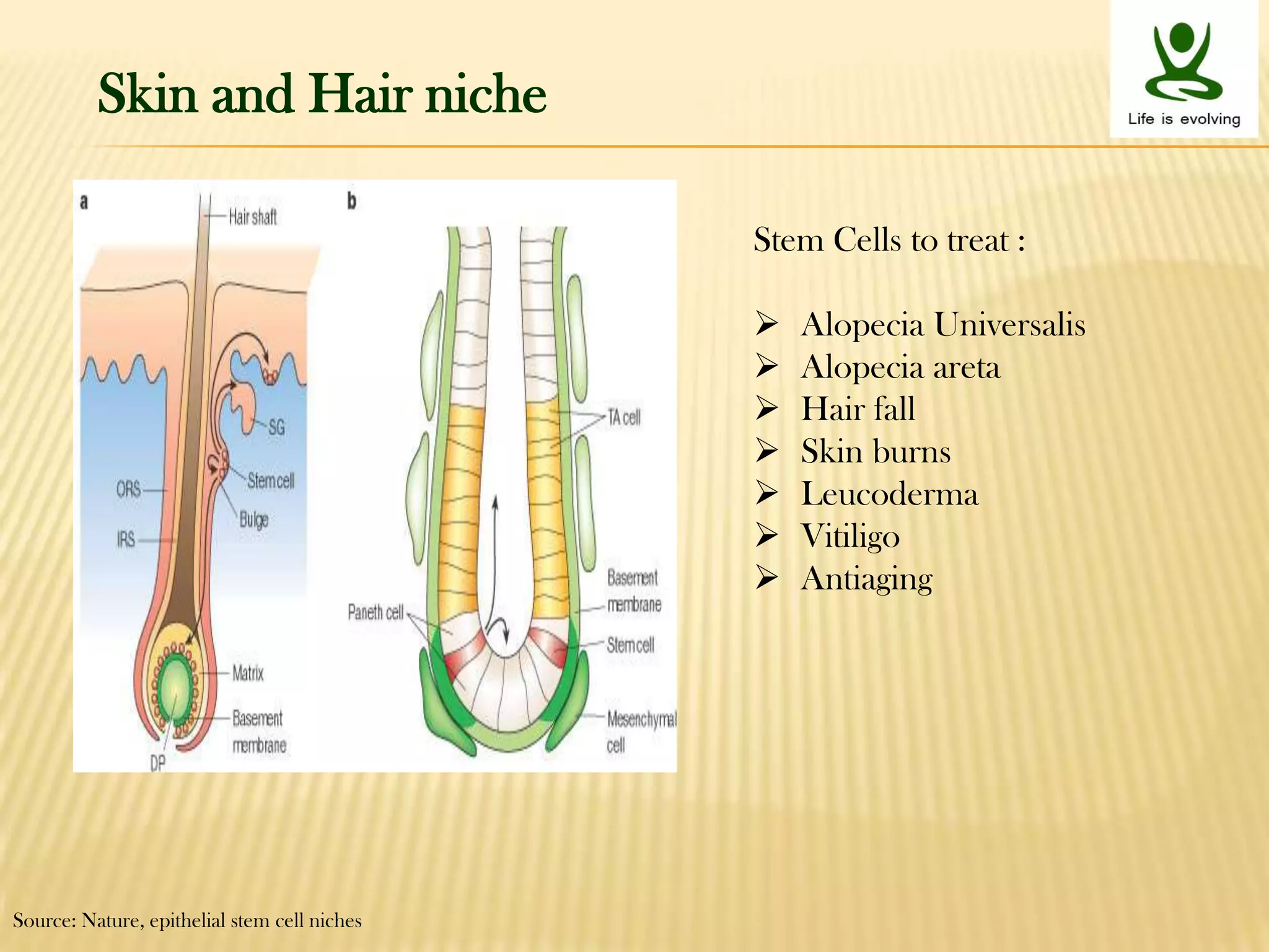 Stem cells niche and therapeutic applications | PPTX