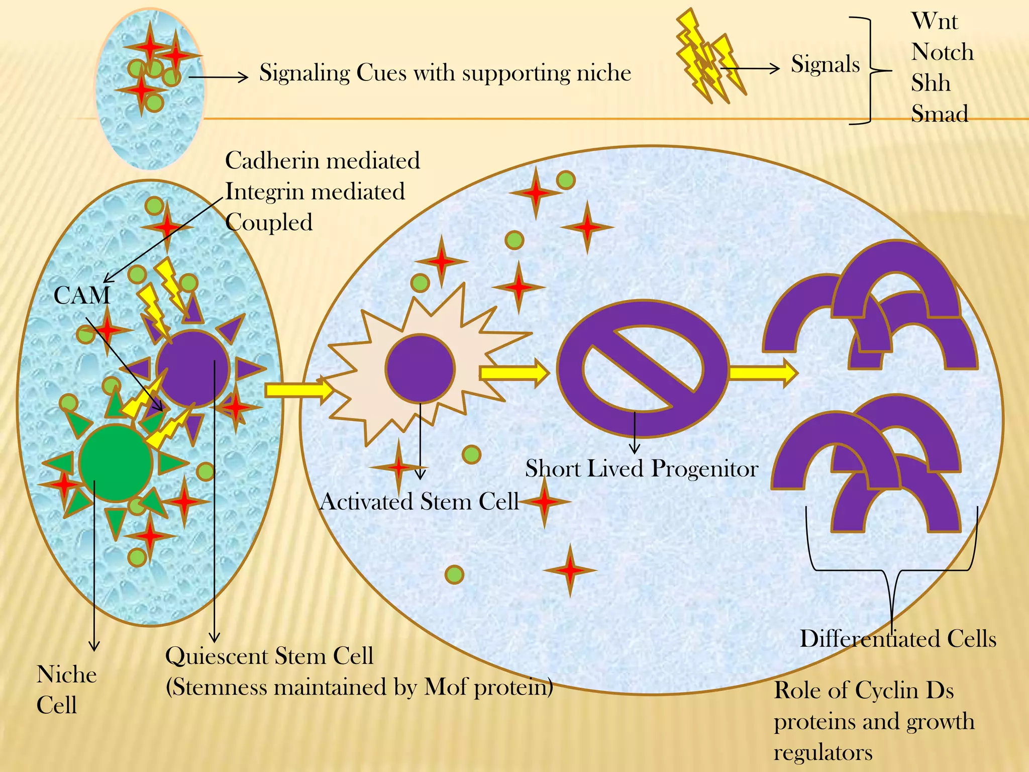 Stem cells niche and therapeutic applications | PPTX