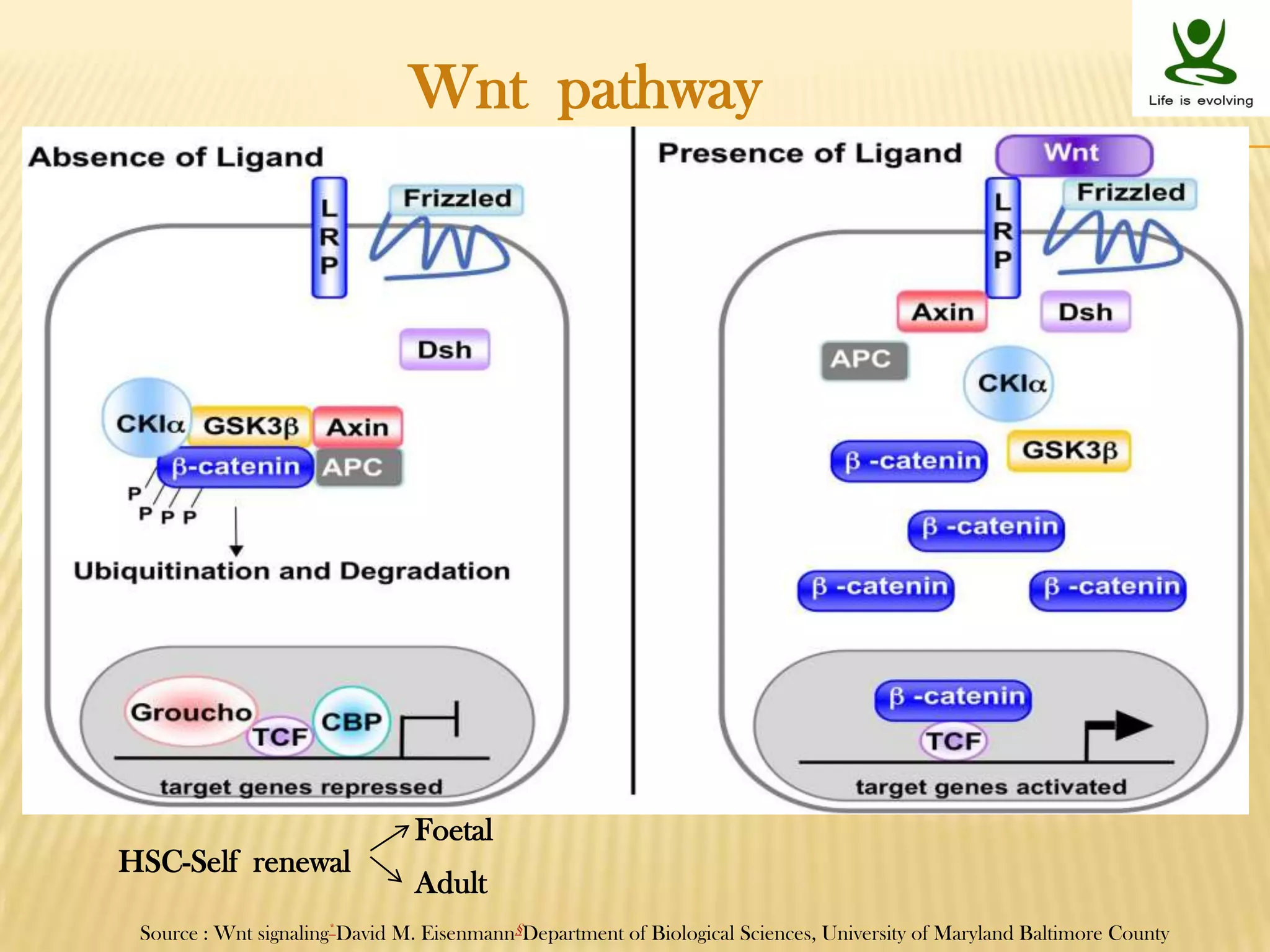 Stem cells niche and therapeutic applications | PPTX