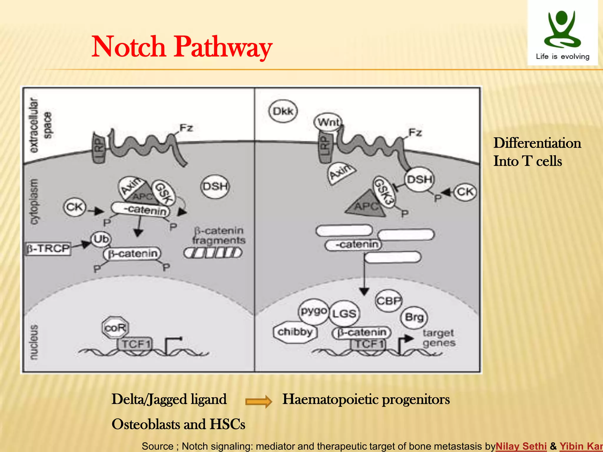 Stem cells niche and therapeutic applications | PPTX