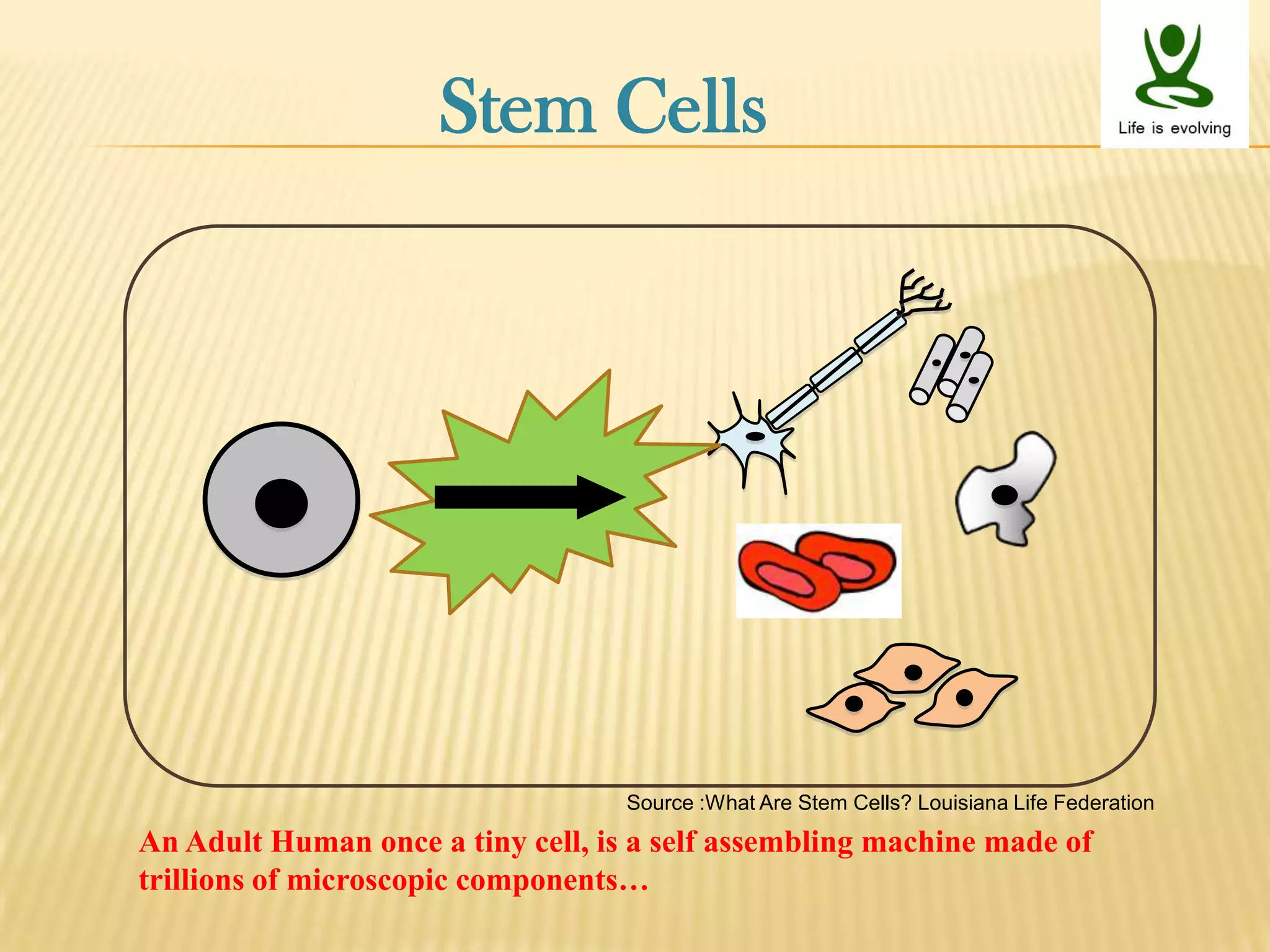 Stem cells niche and therapeutic applications | PPTX