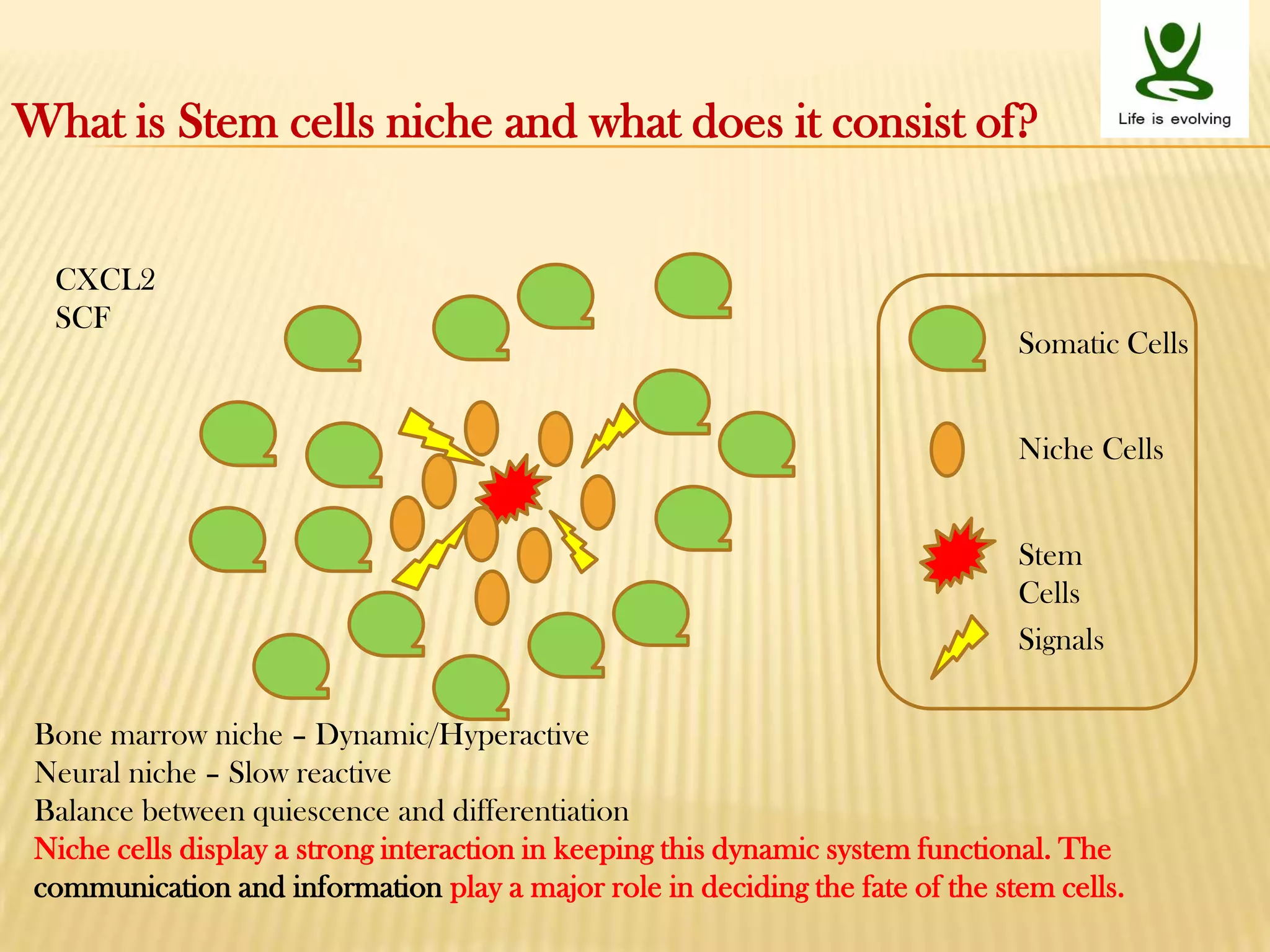 Stem cells niche and therapeutic applications | PPTX