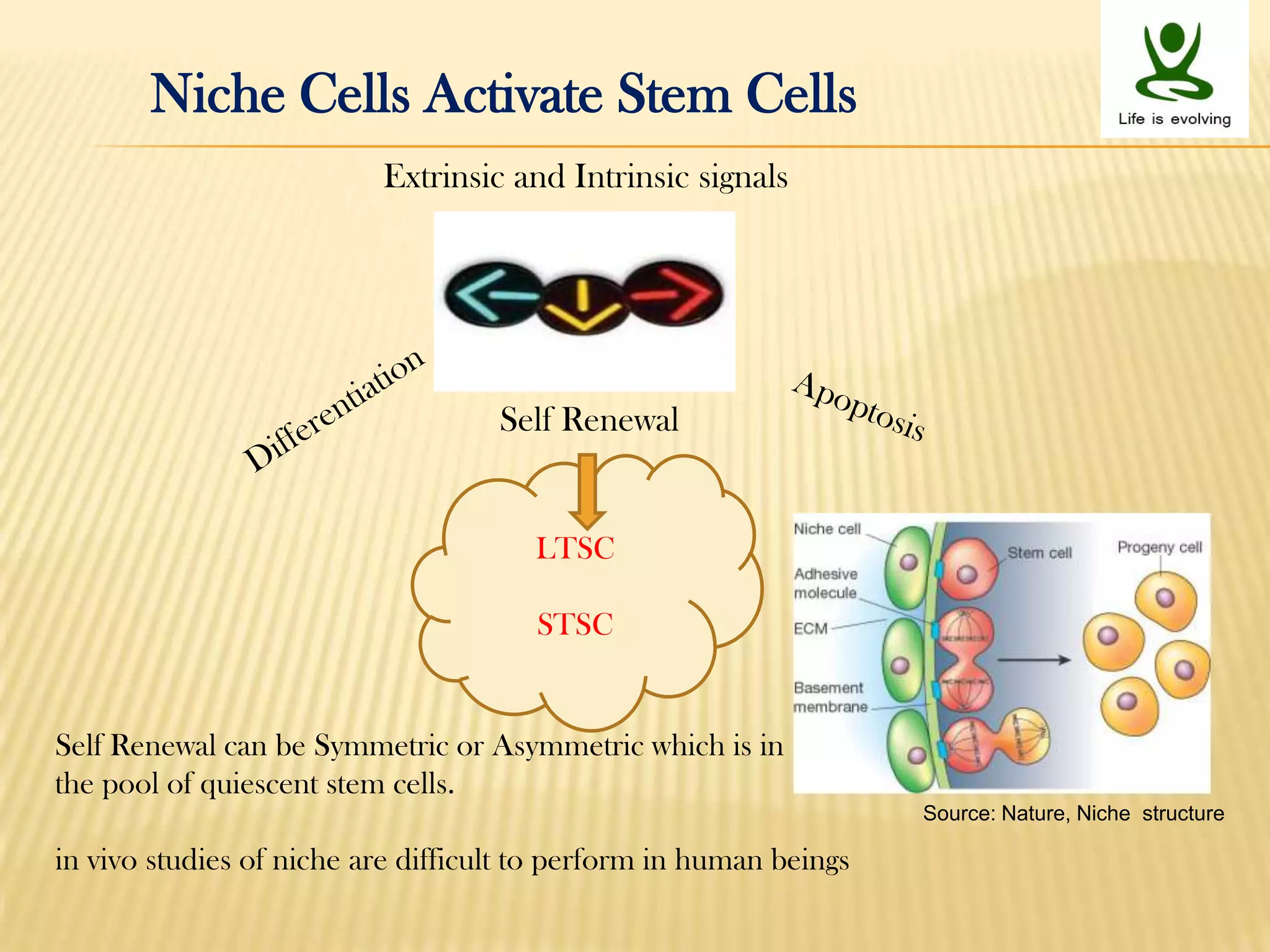 Stem cells niche and therapeutic applications | PPTX