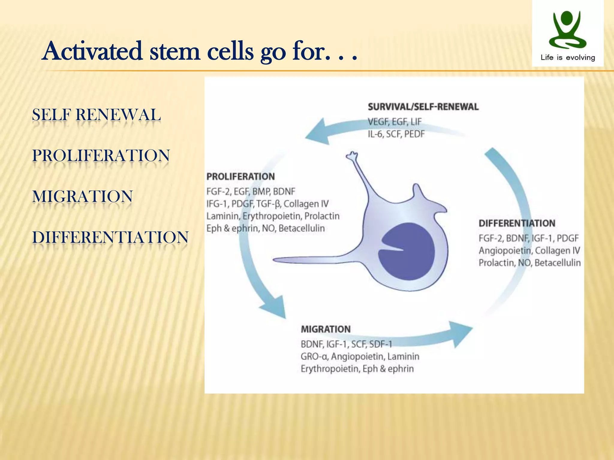 Stem cells niche and therapeutic applications | PPTX