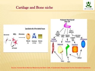 Stem cells niche and therapeutic applications | PPTX