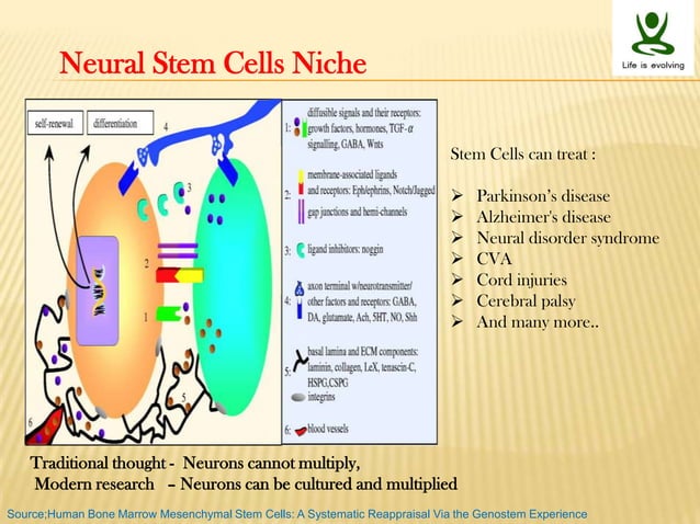 Stem cells niche and therapeutic applications | PPTX