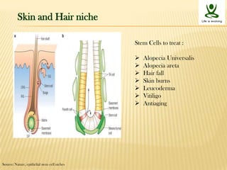 Stem cells niche and therapeutic applications | PPTX