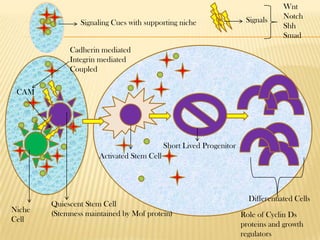 Stem cells niche and therapeutic applications | PPTX