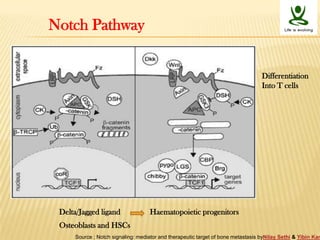 Stem cells niche and therapeutic applications | PPTX