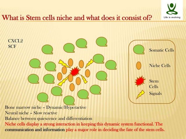Stem cells niche and therapeutic applications | PPTX