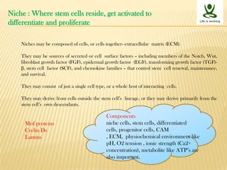 Stem cells niche and therapeutic applications | PPTX