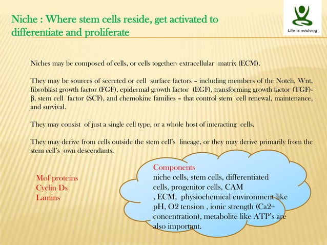 Stem cells niche and therapeutic applications | PPTX
