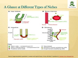 Stem cells niche and therapeutic applications | PPTX