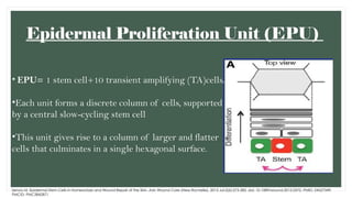 stem cells of skin -this presentation discusses the stem cells of skin ...