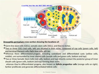 Stem cells, Oogenesis and spermatogensis in Drosophila.pptx