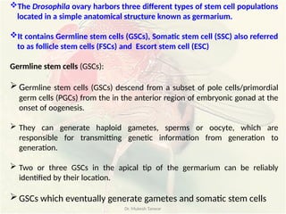 Stem cells, Oogenesis and spermatogensis in Drosophila.pptx