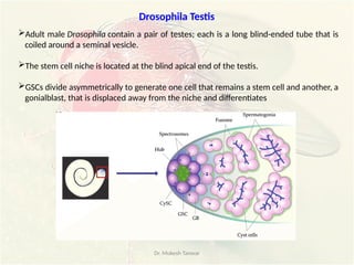 Stem cells, Oogenesis and spermatogensis in Drosophila.pptx