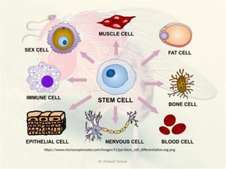 Stem cells, Oogenesis and spermatogensis in Drosophila.pptx