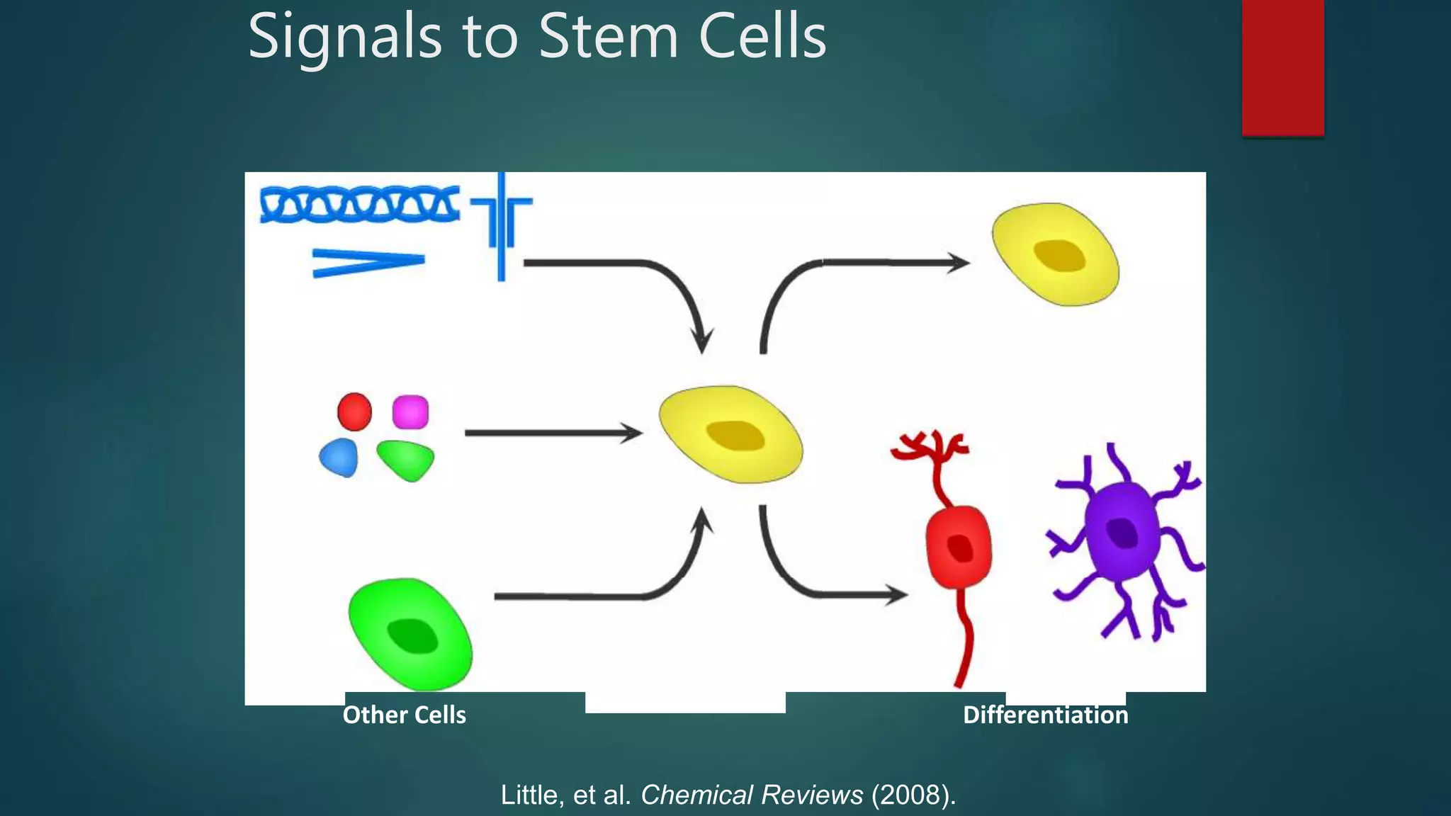 Stem cells ppt | PPTX