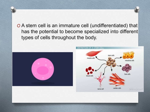 stem cells ppt (1).pptx | Dental Health | Diseases and Conditions