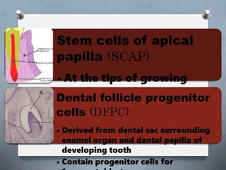 stem cells ppt (1).pptx