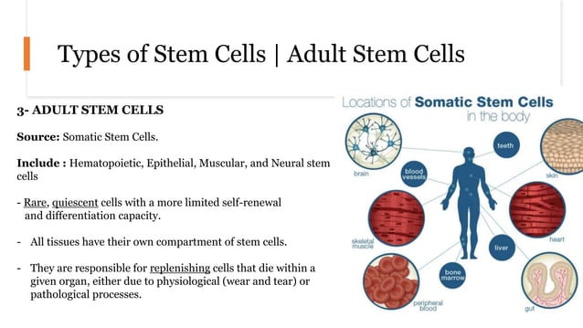 Stem cells Types .pptx