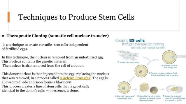 Stem cells Types .pptx
