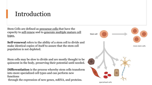 Stem cells Types .pptx