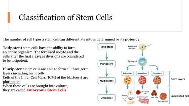 Stem cells Types .pptx
