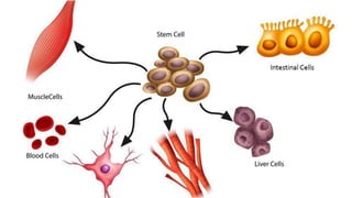 Stem cells pros and cons | PPT
