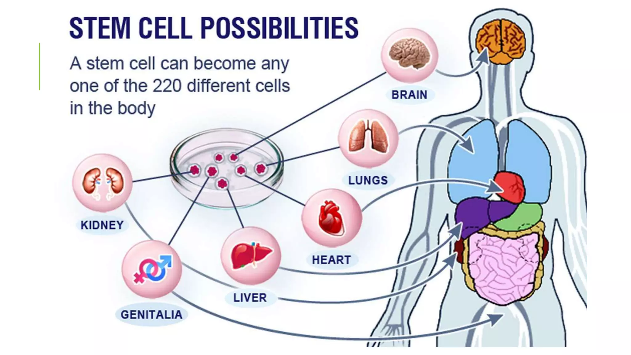 Stem cells technology and applications | PPTX