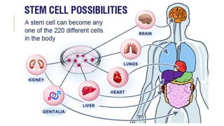 Stem cells technology and applications | PPTX