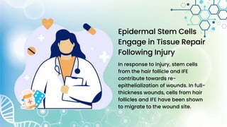 Stem Cells: The Game Changer in Skin Repair and Regeneration | Dr David ...