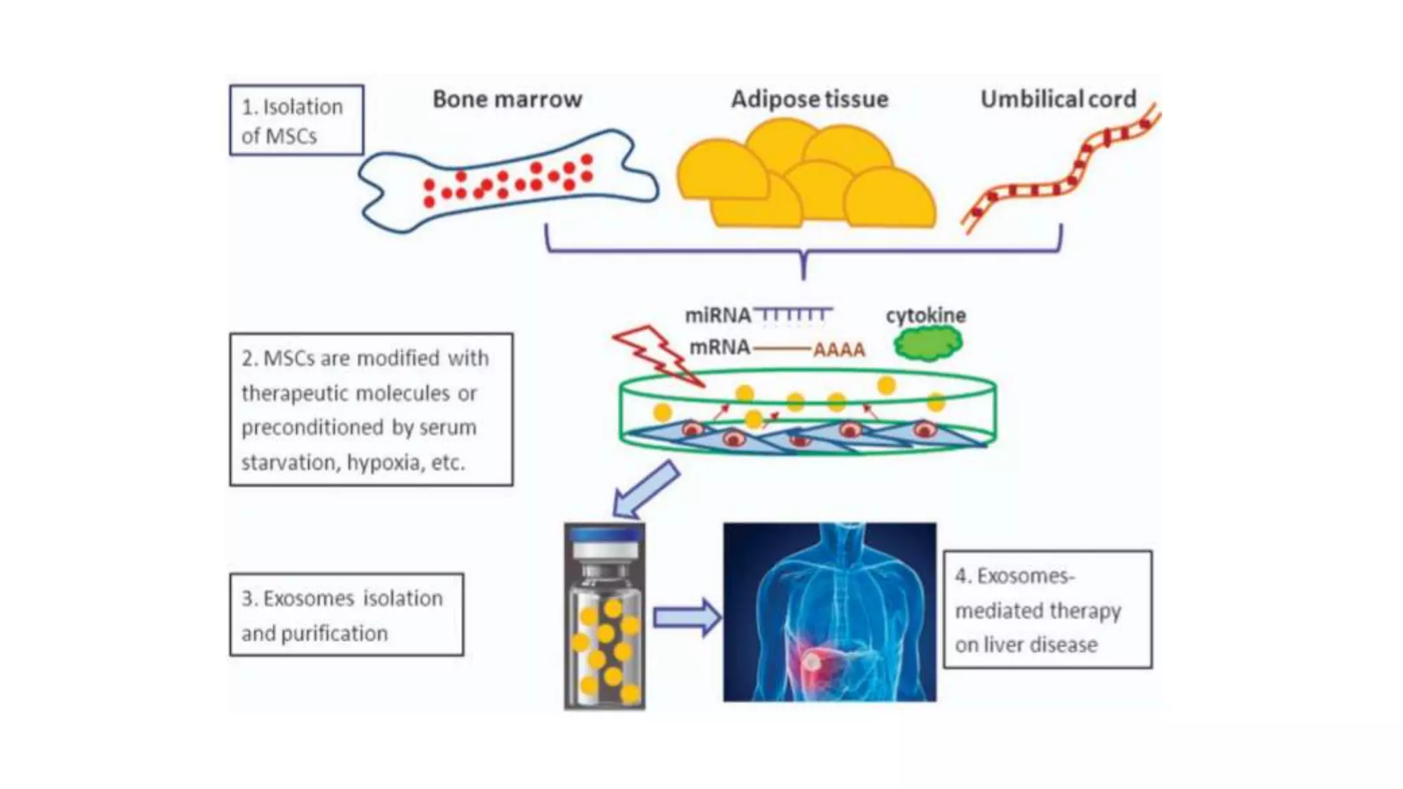 Stem cells & its application | PPTX