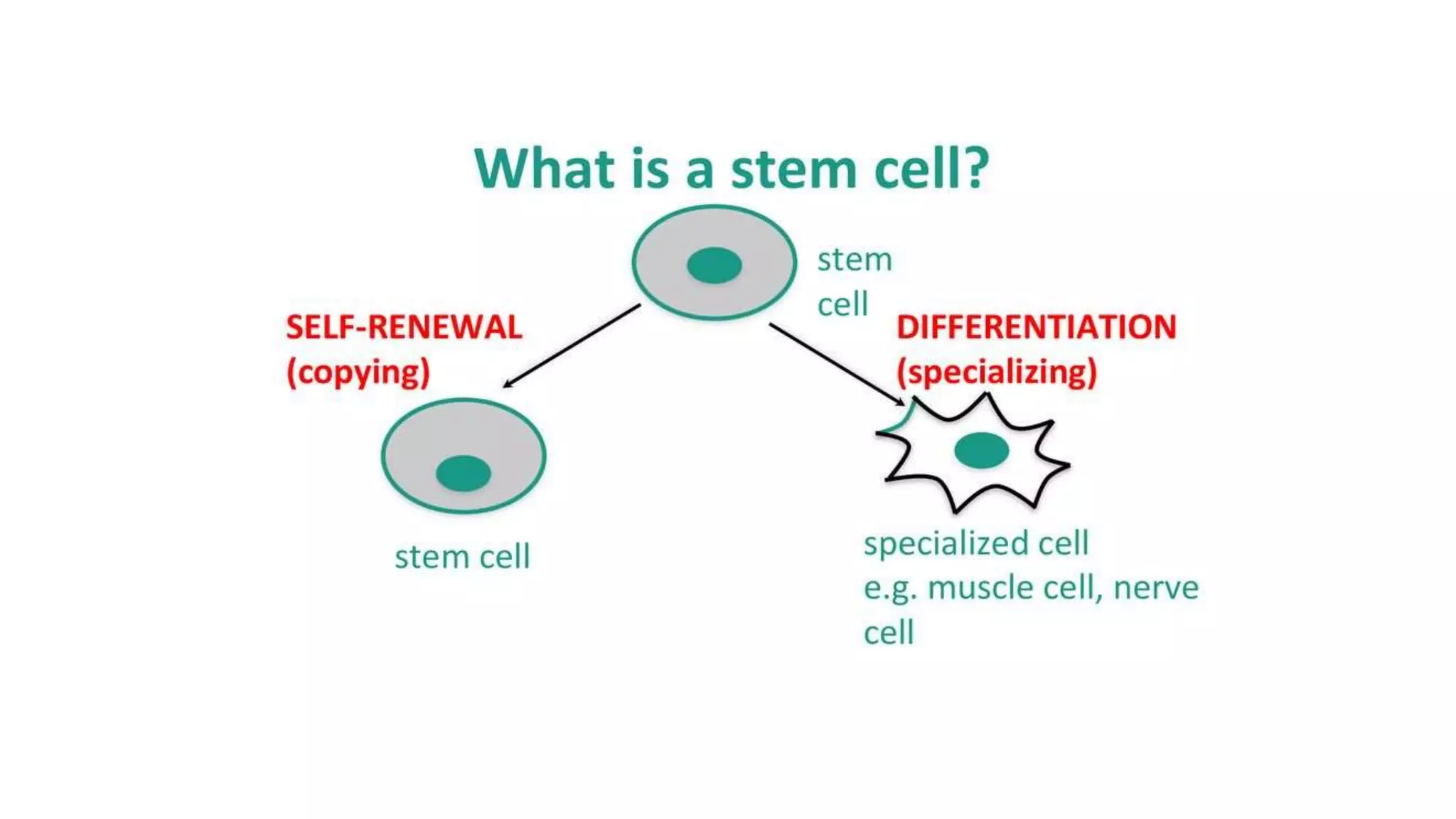 Stem cells & its application | PPTX