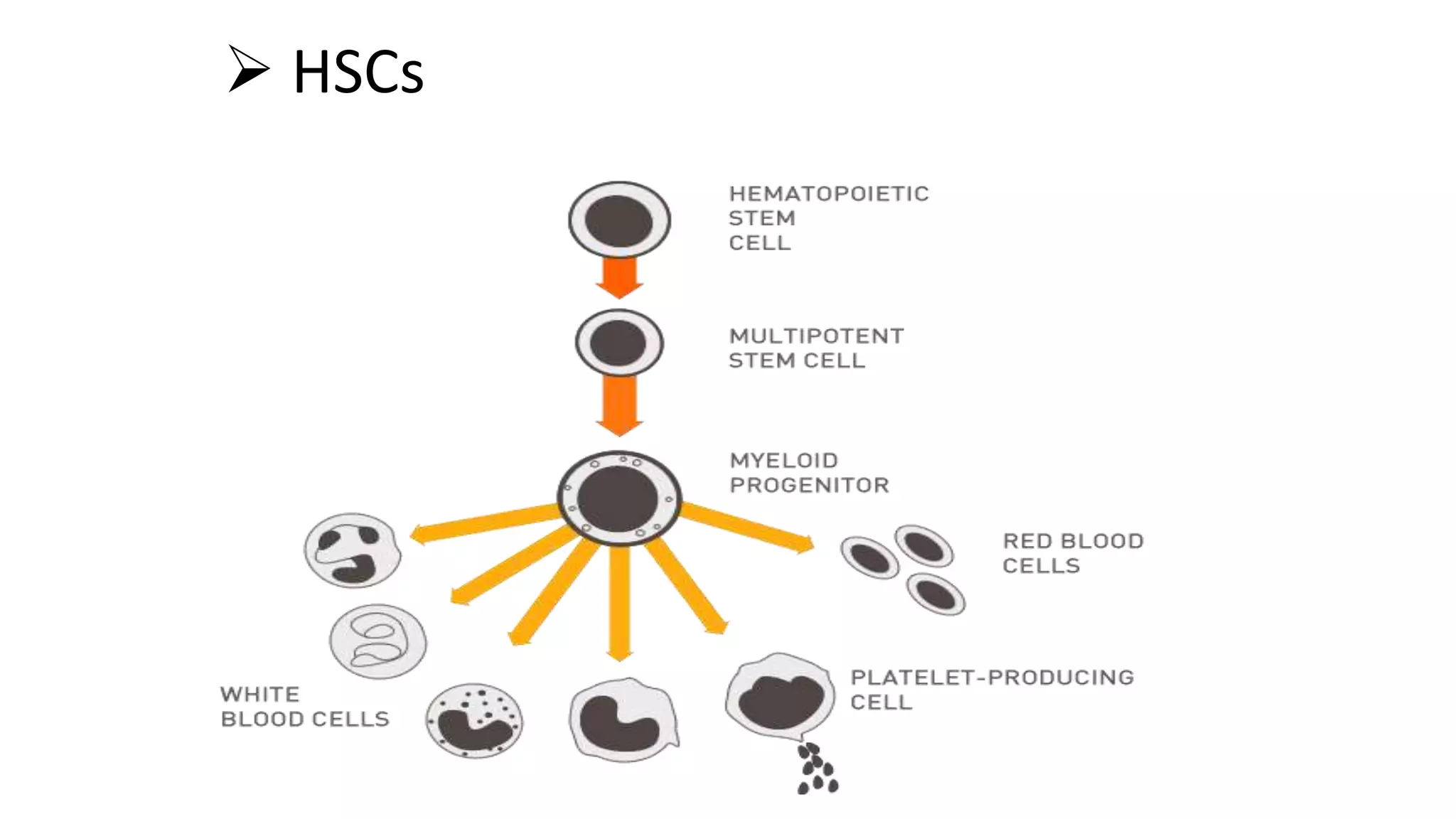 Stem cells & its application | PPTX