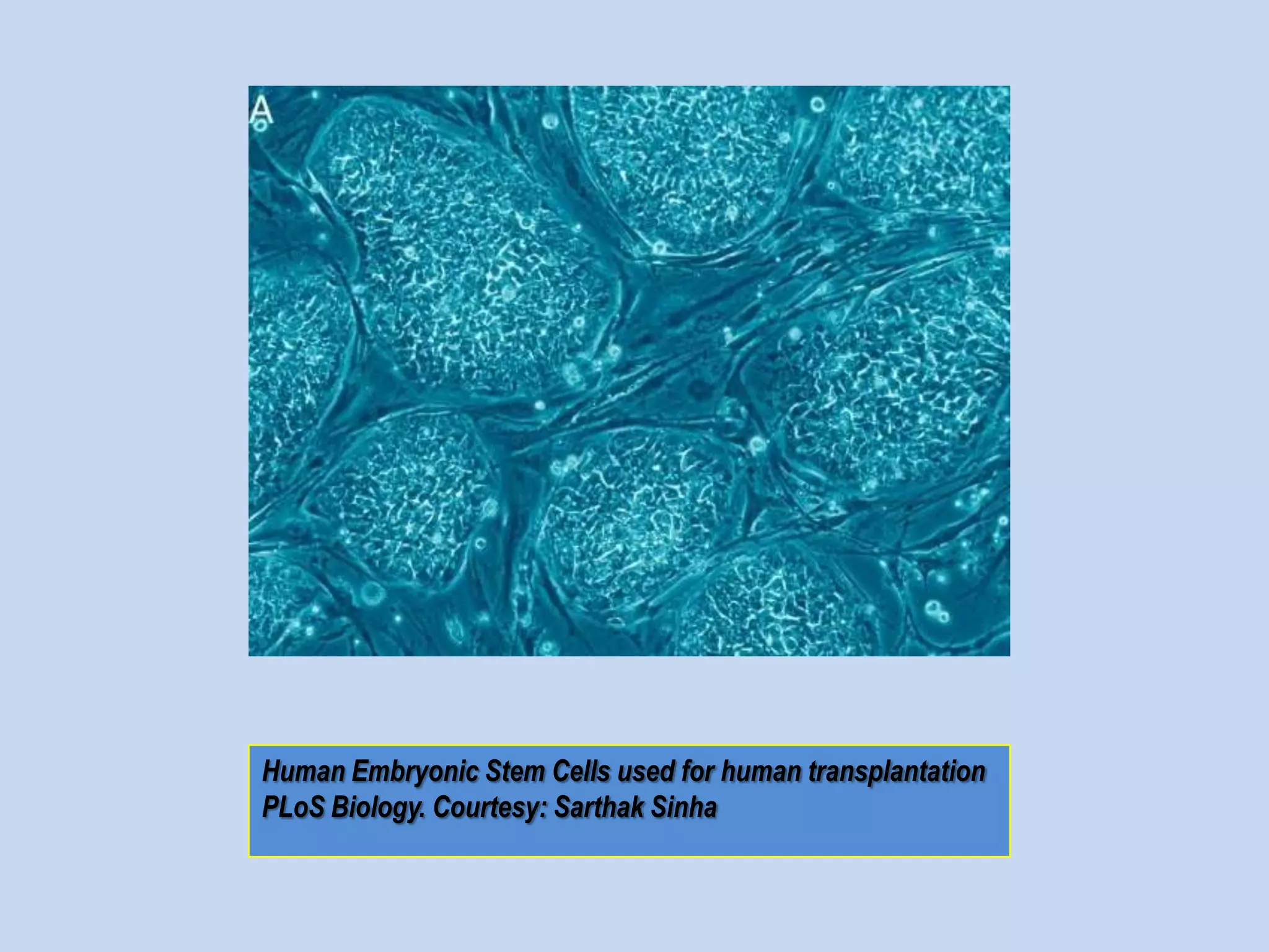 Stem cells under the microscope a picture gallery | PPTX