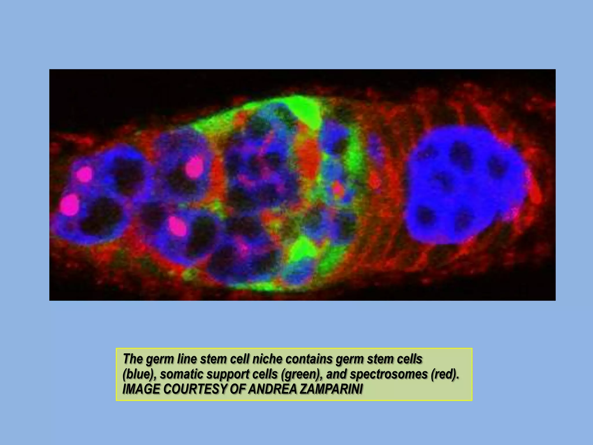 Stem cells under the microscope a picture gallery | PPT | Free Download
