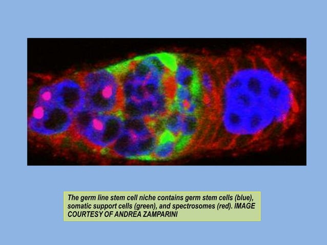 Stem cells under the microscope a picture gallery | PPT