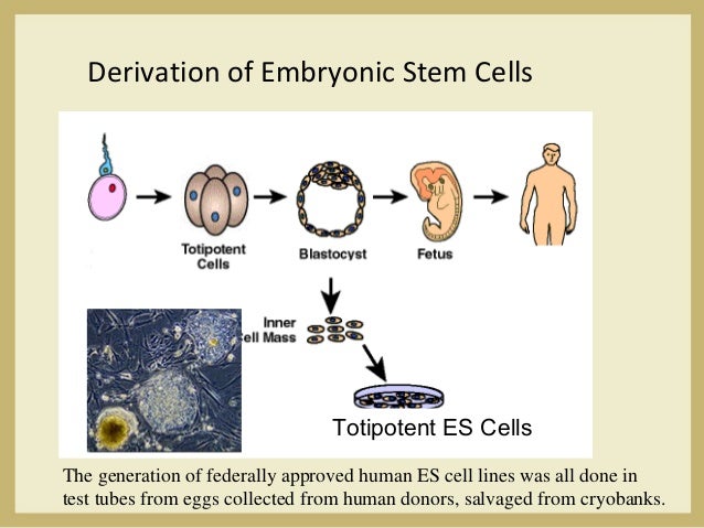 Stem Cells And Plastic Surgery stem-cells-and-plastic-surgery