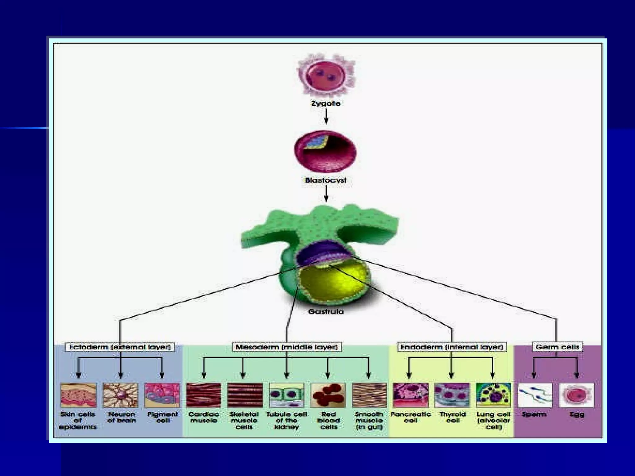 Stem Cell Technology | PPT