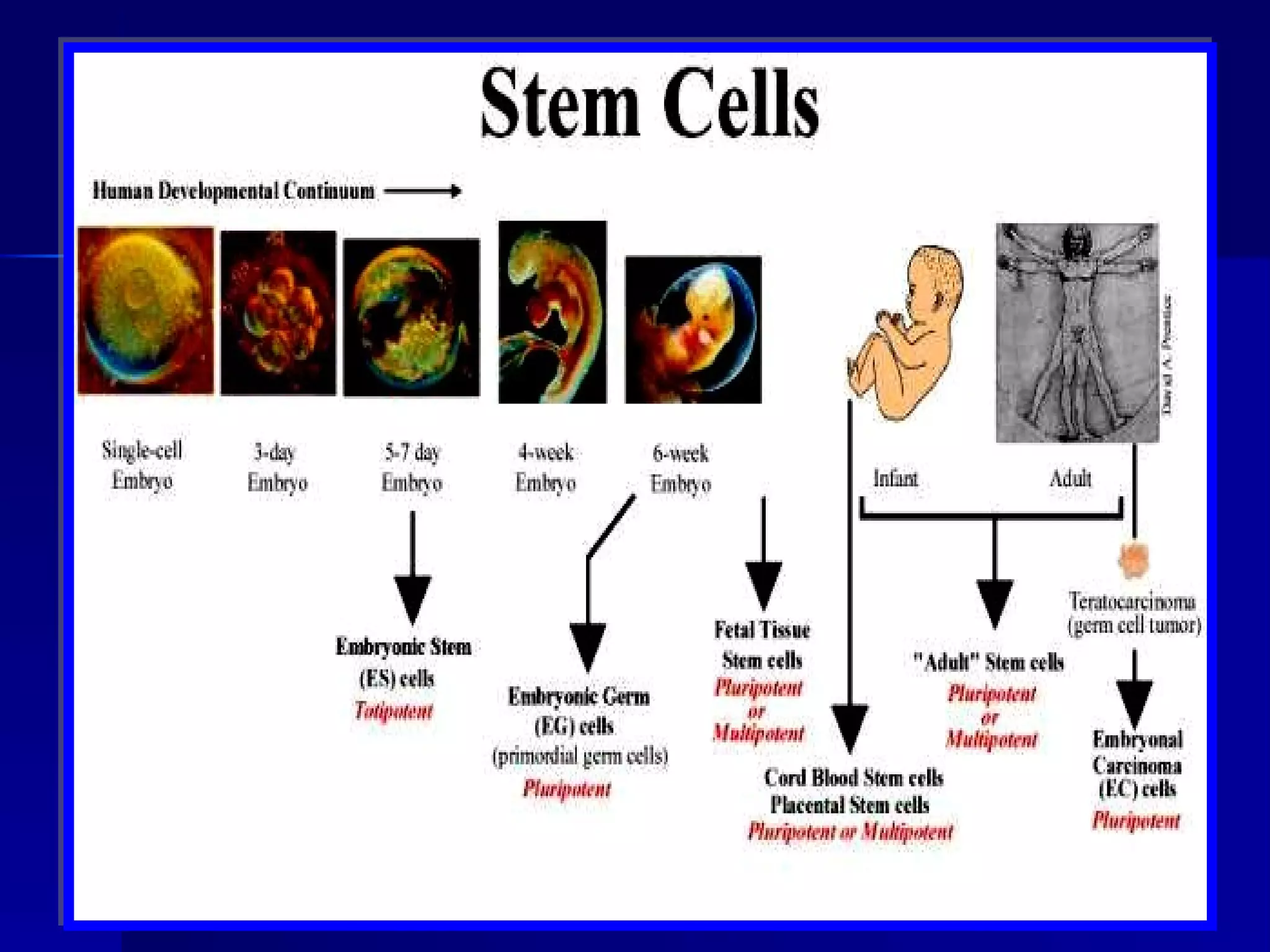 Stem Cell Technology | PPT
