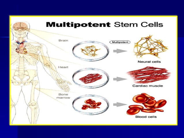 Stem Cell Technology | PPT