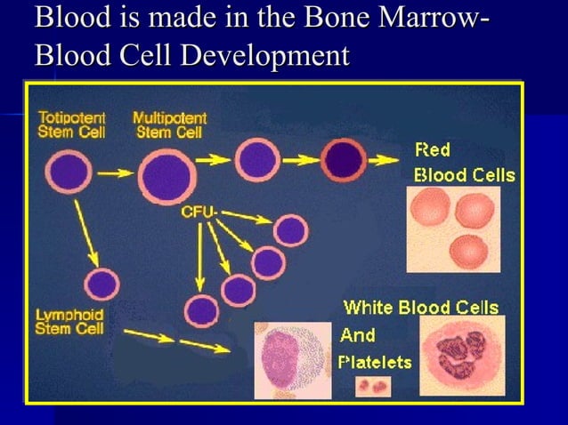 Stem Cell Technology | PPT