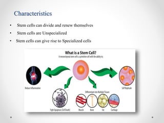 Stem cell technology | PPTX