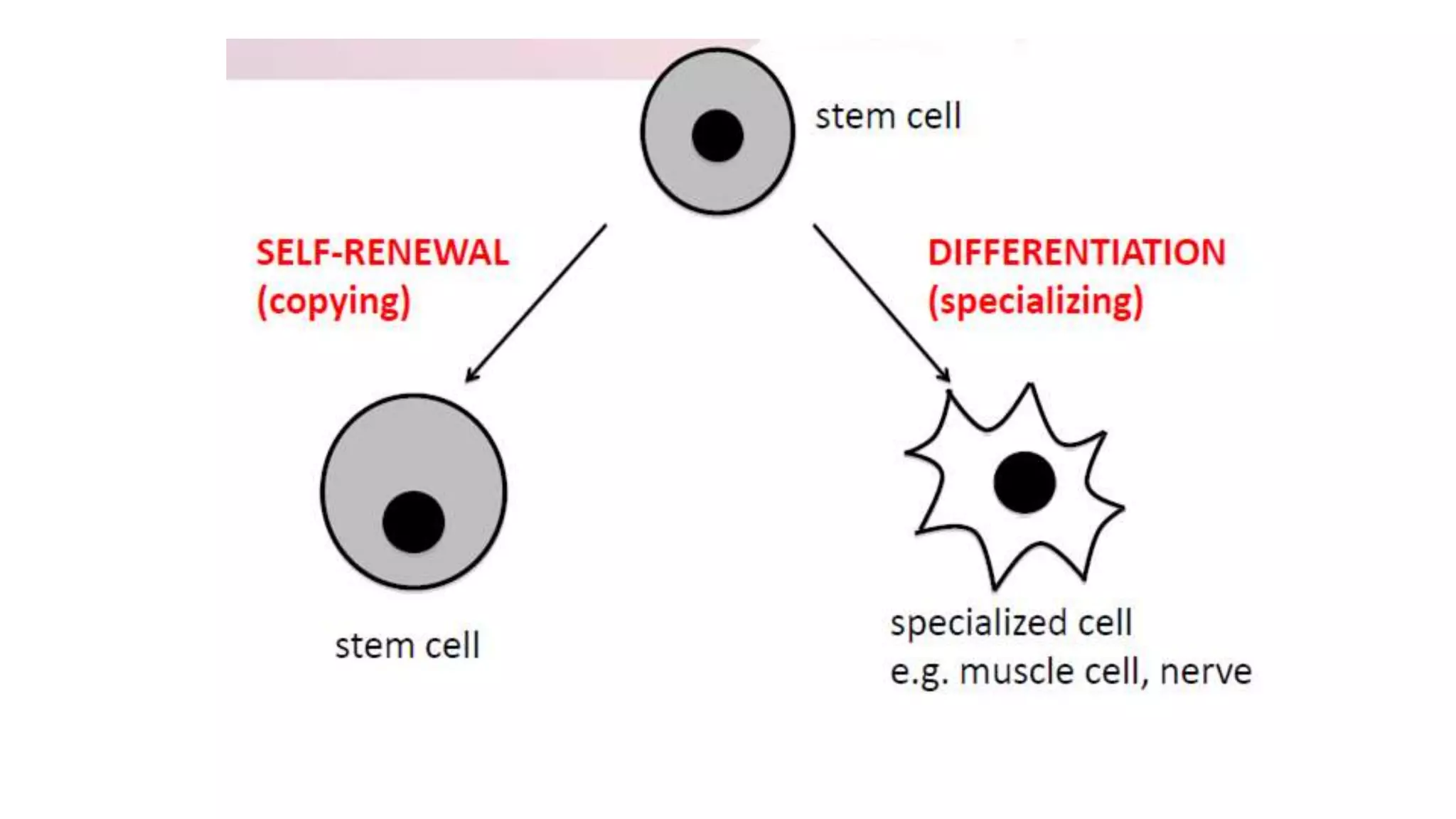 Stem cell technology in reproduction | PPTX