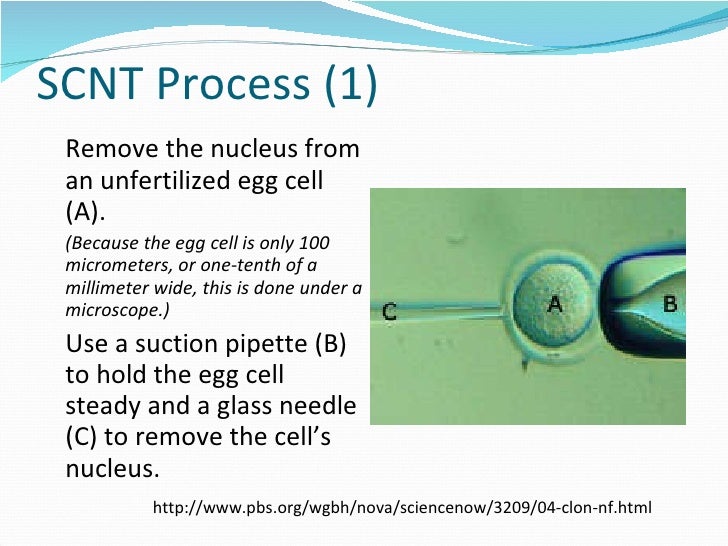 Stem cell & therapeutic cloning Lecture