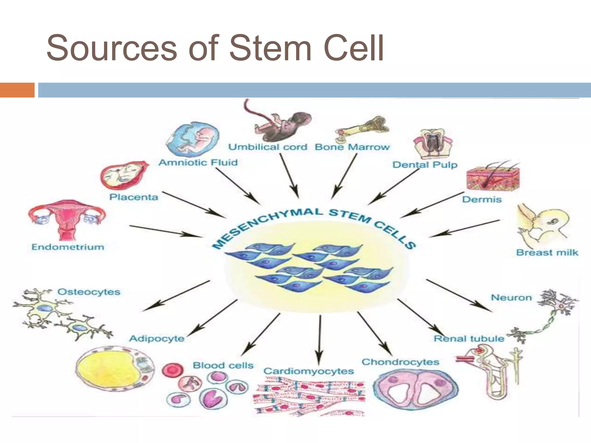 Stem cell therapy | PPTX
